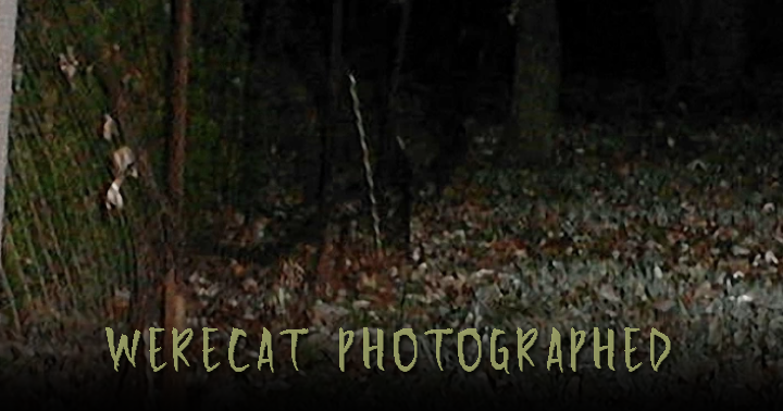 Werecat Photographed • PARANORMALISM.NET